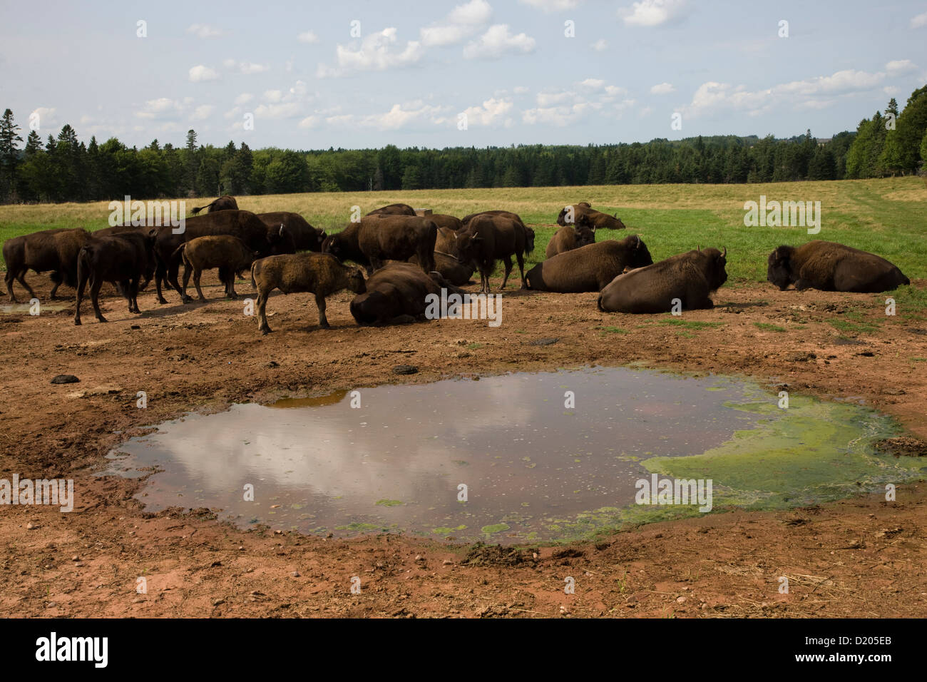 Buffalo land provincial park hi-res stock photography and images - Alamy