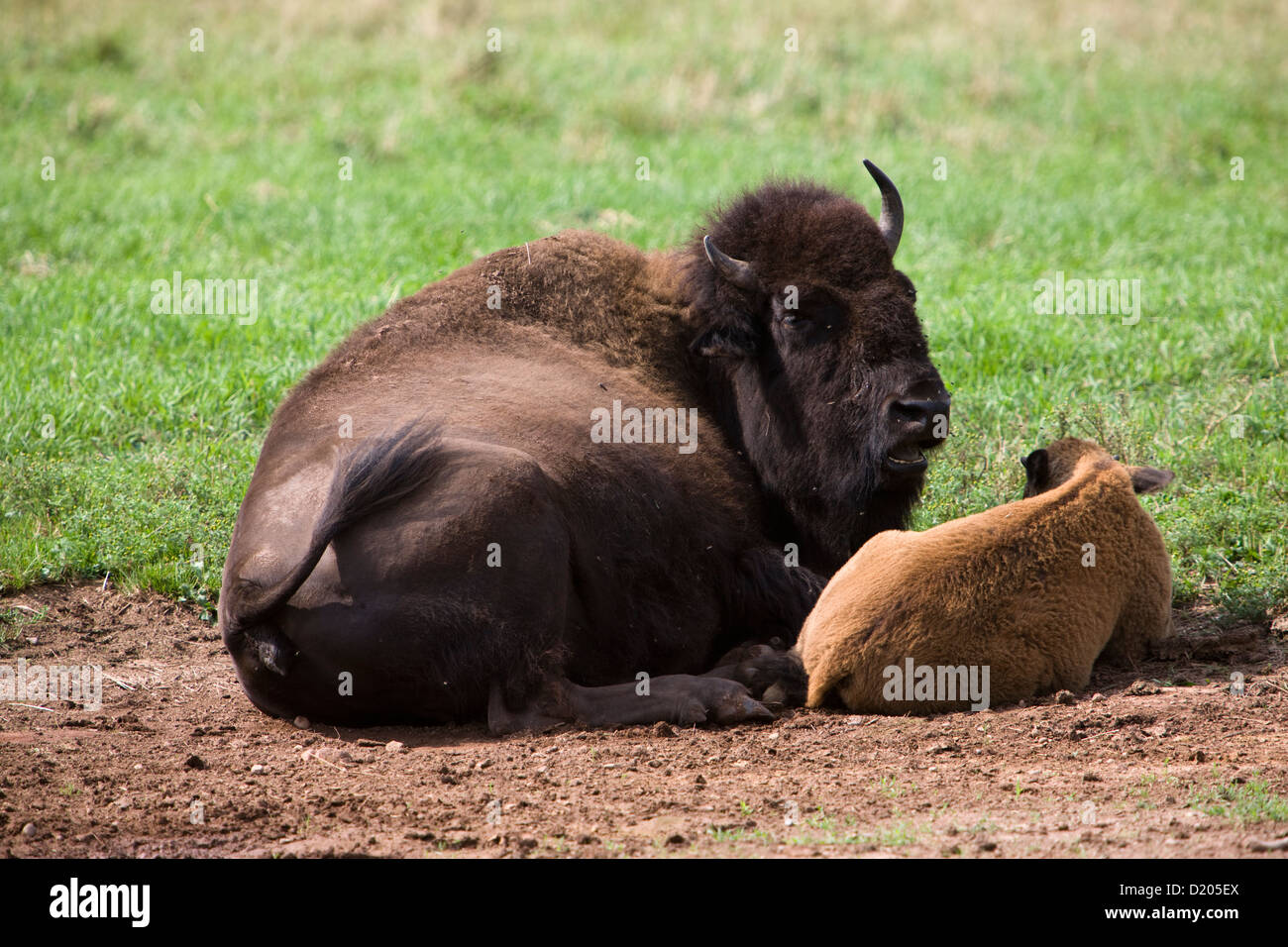 Buffalo land provincial park hi-res stock photography and images - Alamy