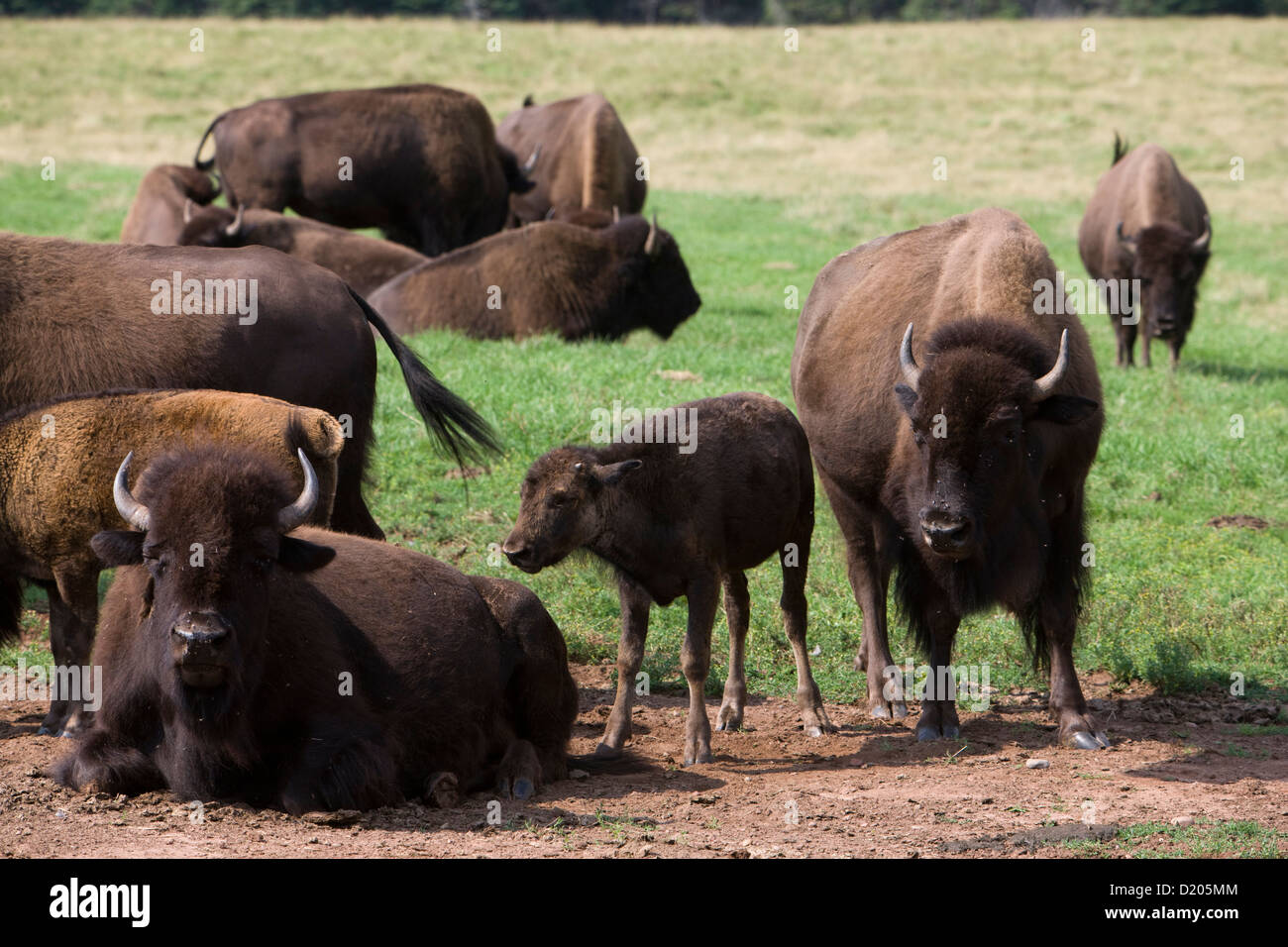 Buffalo with calf in Buffalo Land Provincial Park on Prince Edward ...