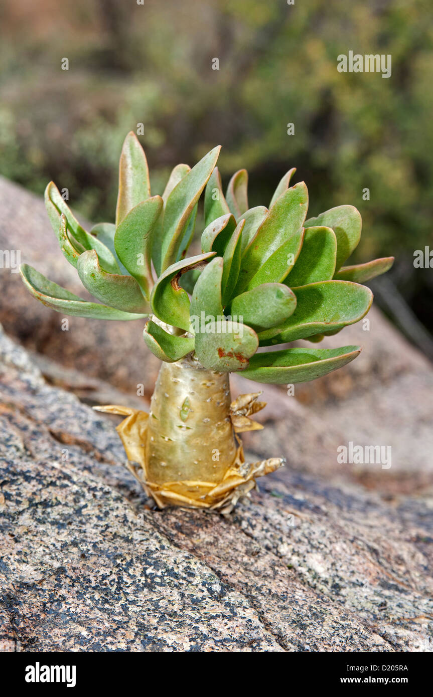 Botterboom (Tylecodon paniculatus) in habitat, Crassulaceae ...