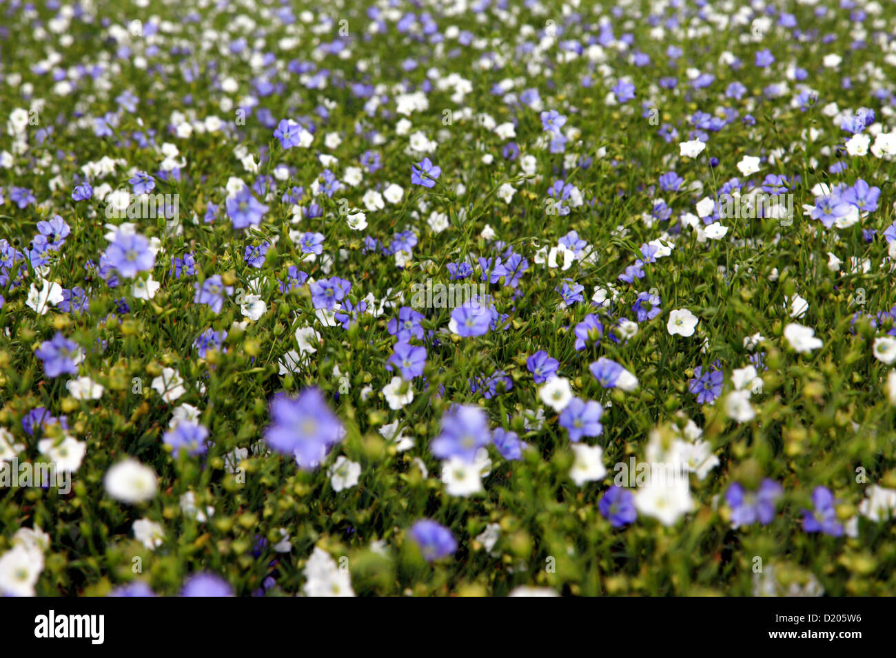 Linseed flowers hi-res stock photography and images - Alamy