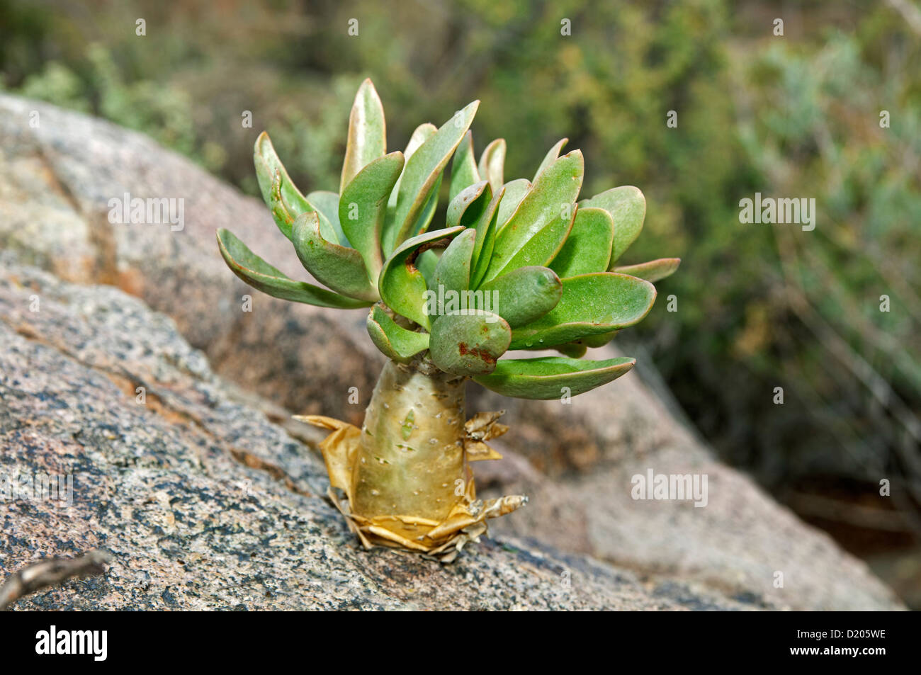 Botterboom (Tylecodon paniculatus) in habitat, Crassulaceae ...