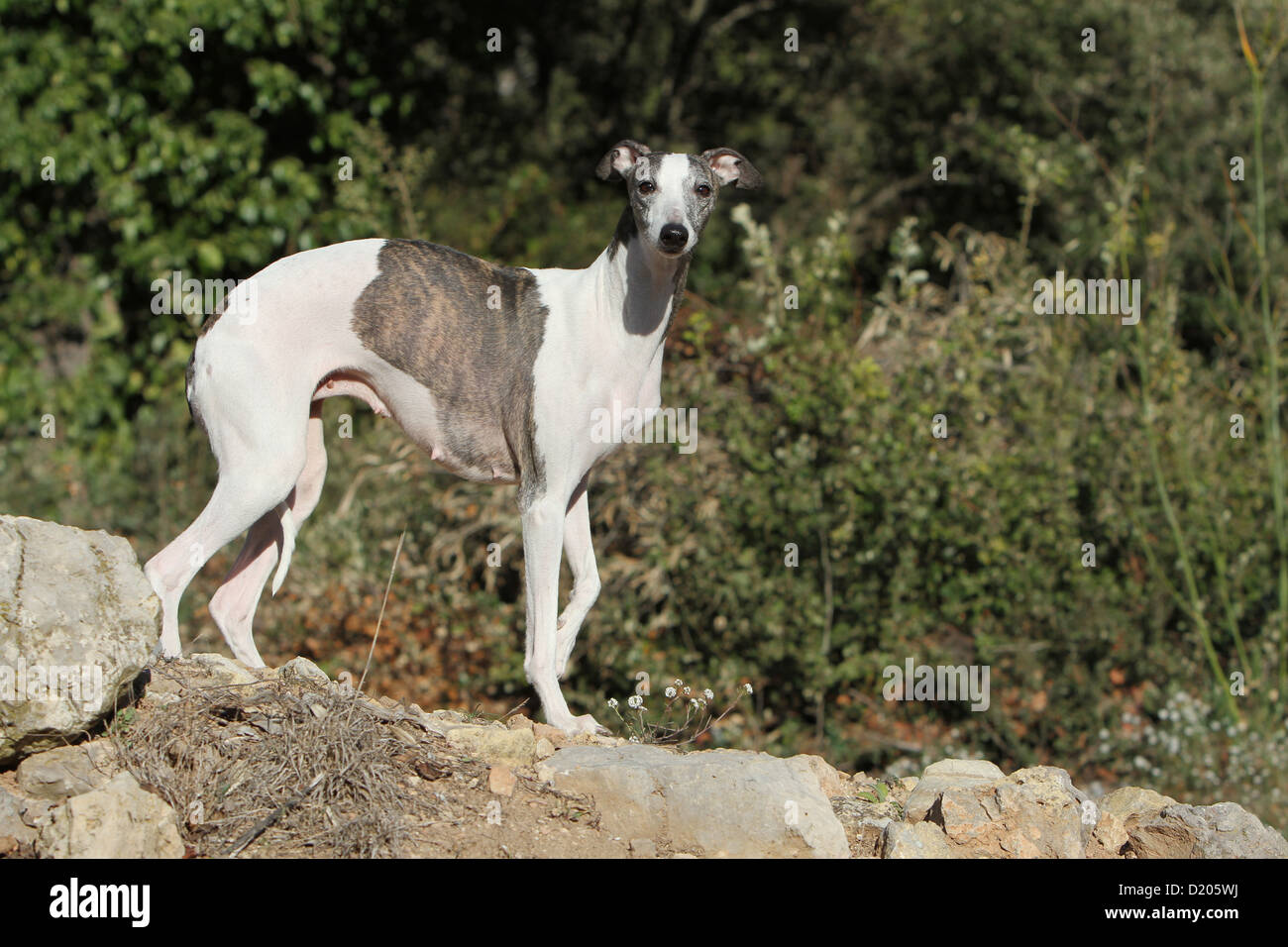 Dog Whippet (English Greyhound Miniature) adult standing on a rock paw ...