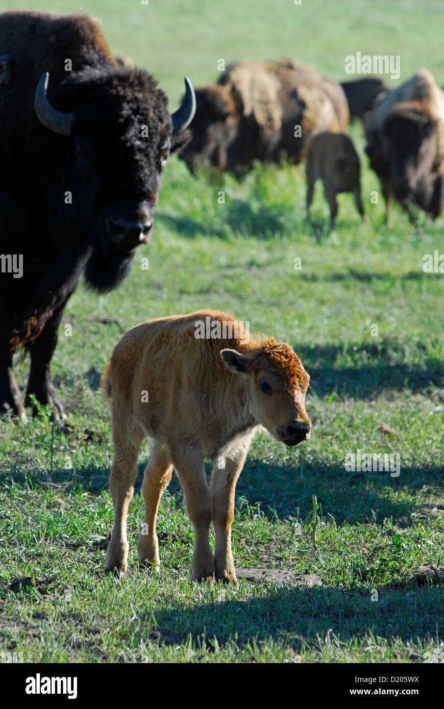 Domestic bison calf and adults, Oregon Stock Photo - Alamy