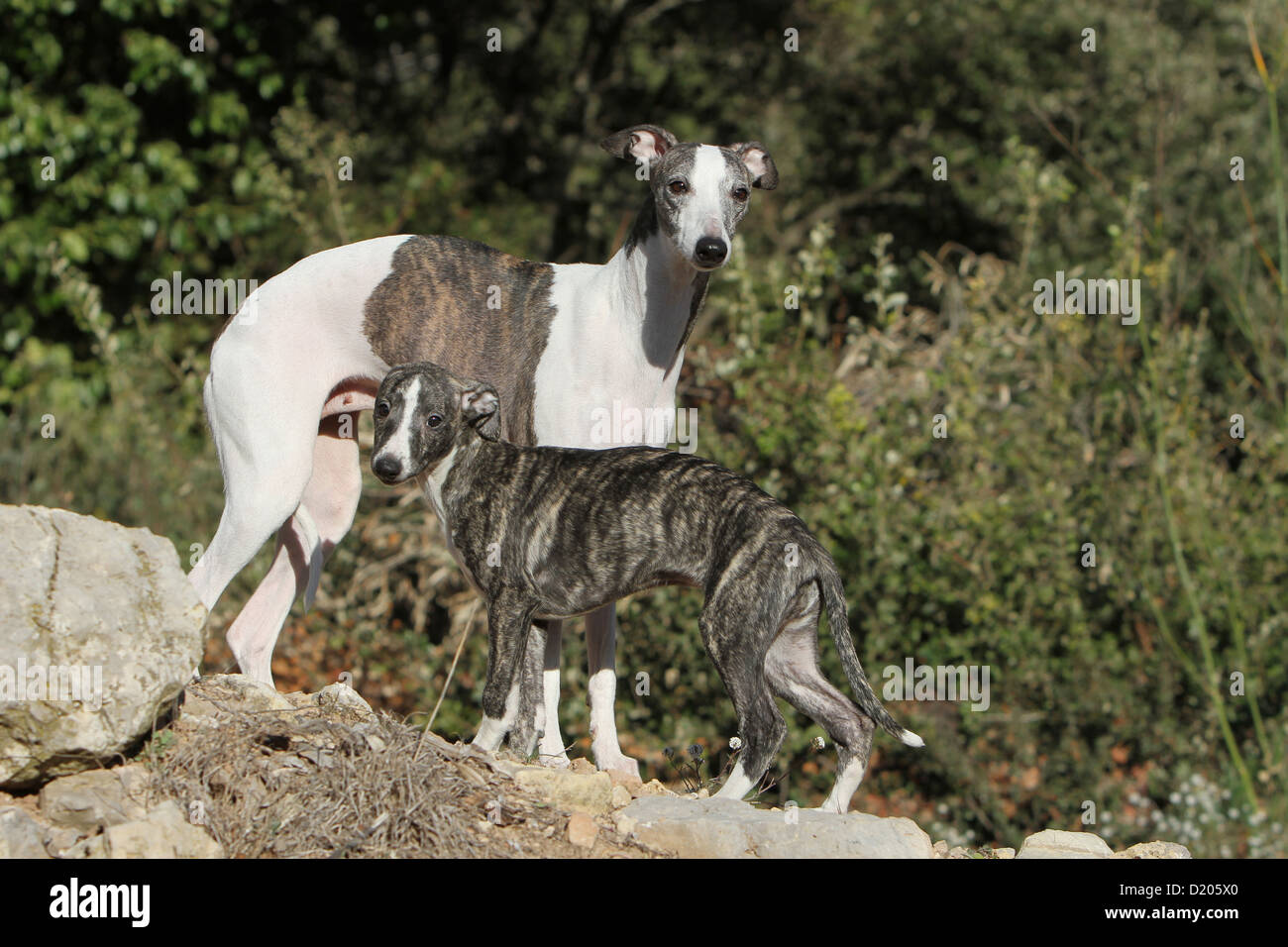 Levriers High Resolution Stock Photography and Images - Alamy