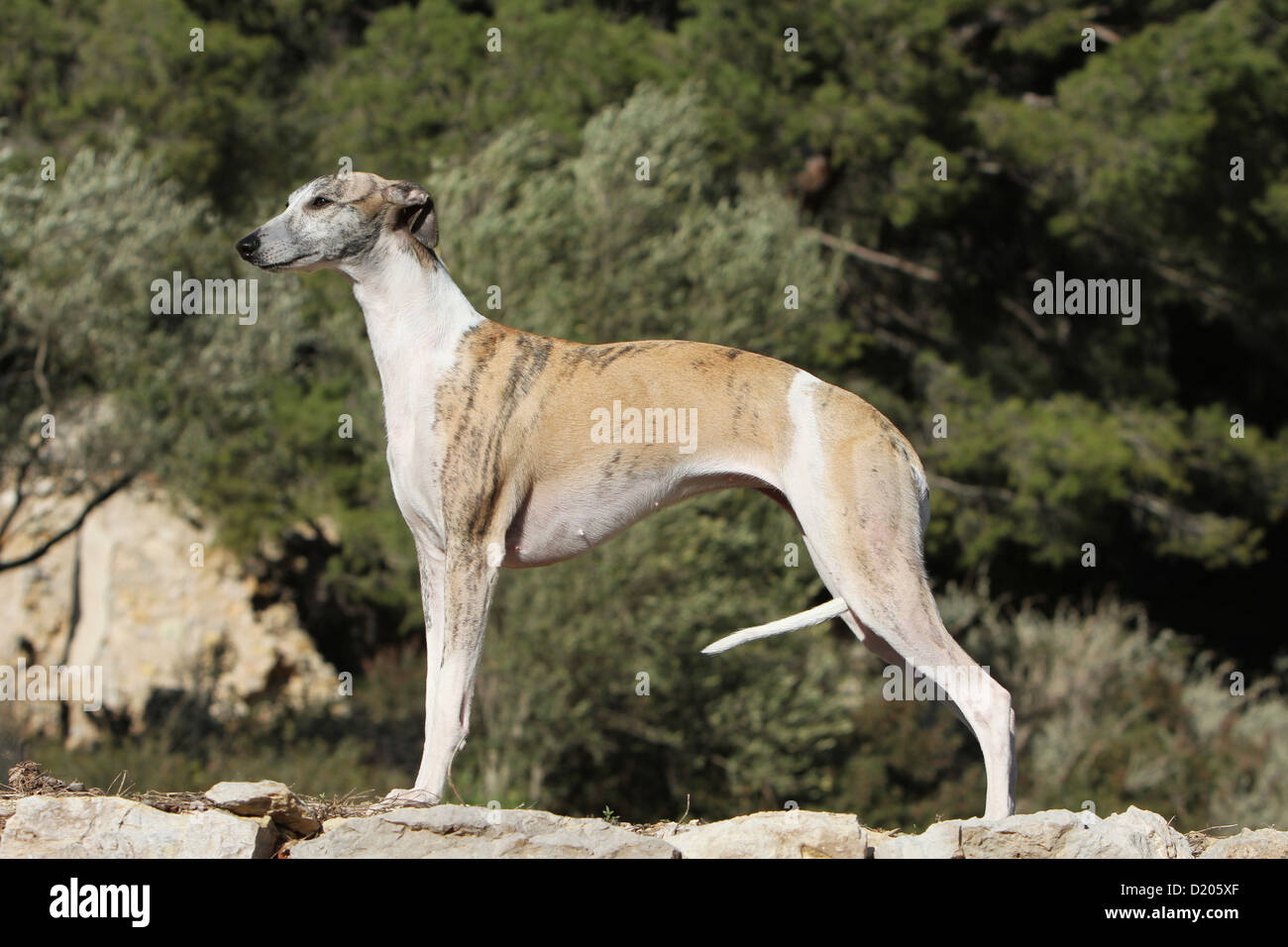 Dog whippet english greyhound miniature hi-res stock photography and ...