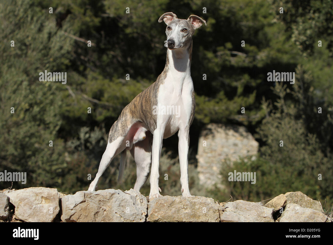 Dog Whippet (English Greyhound Miniature) adult standing on a rock ...