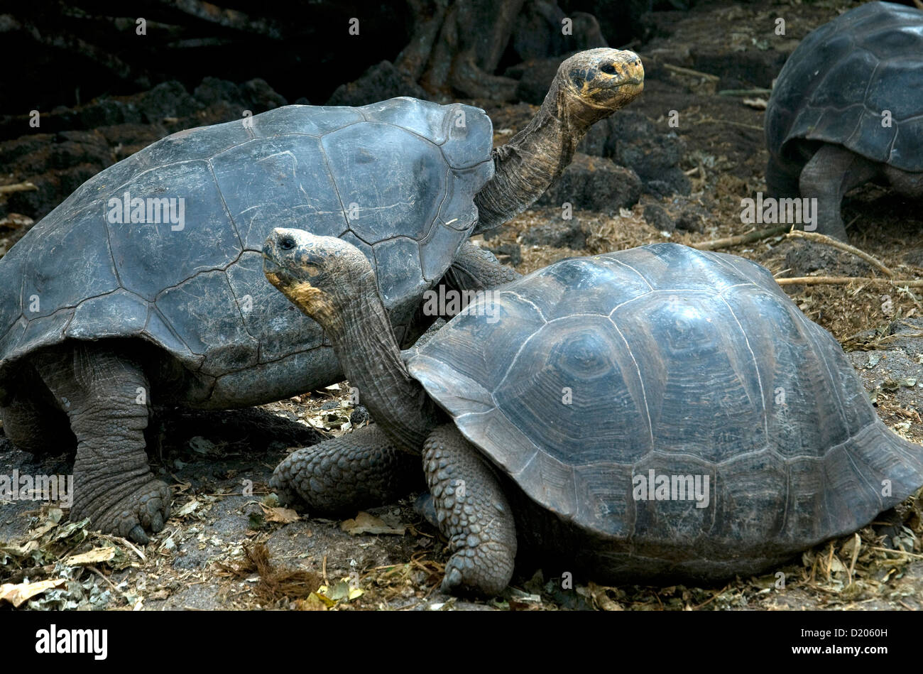 Two giant tortoises cross paths at the Charles Darwin Research Centre ...