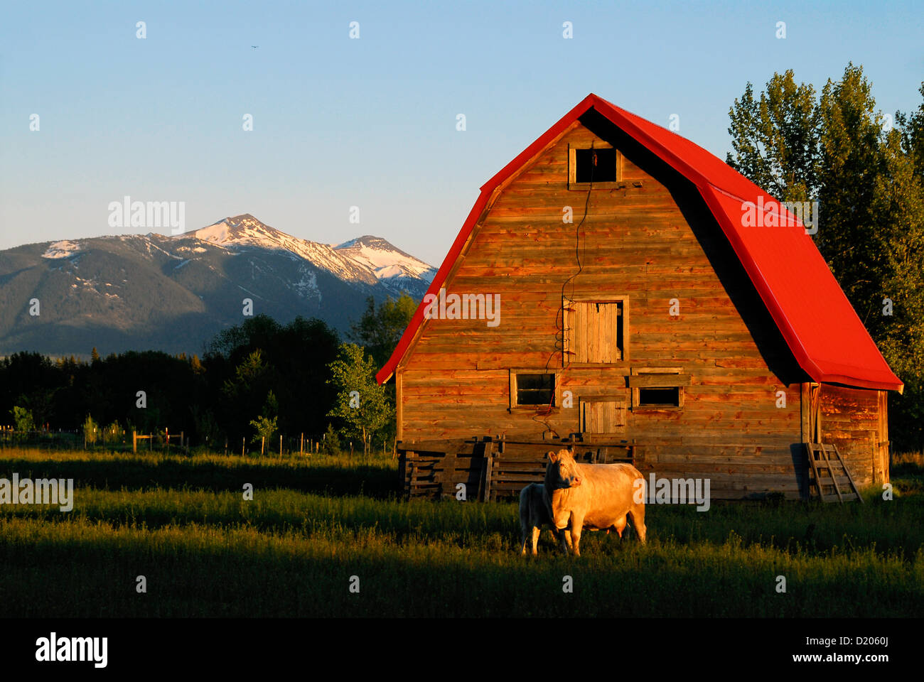 Cow and calf in front of a barn in Oregon's Wallowa Valley. The Wallowa ...