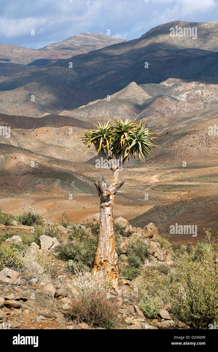 Mountain scenery with Aloe pillansi (Giant Quiver Tree) in the ...