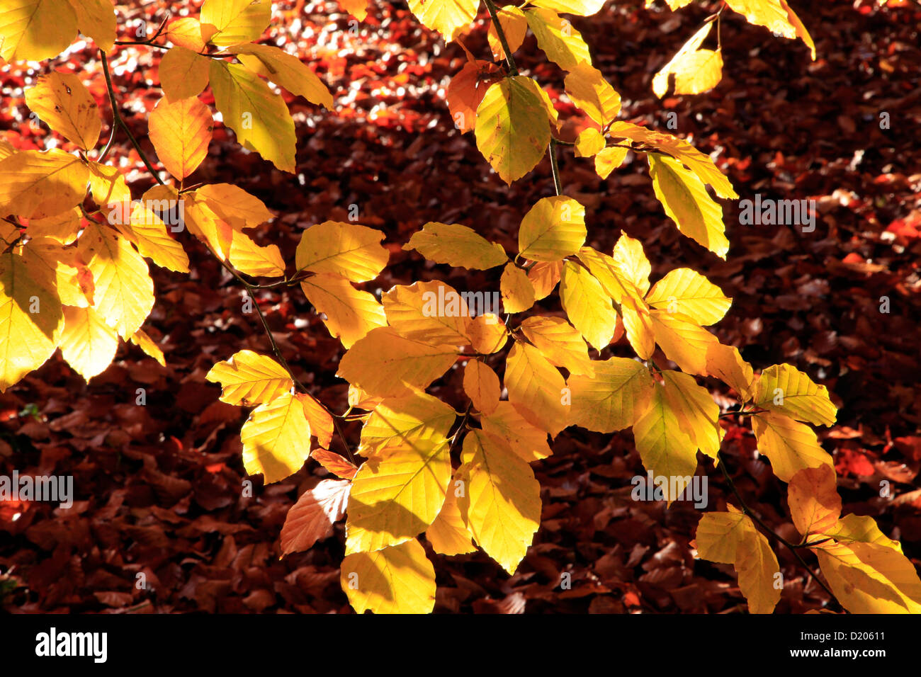 Beech leaves hi-res stock photography and images - Alamy