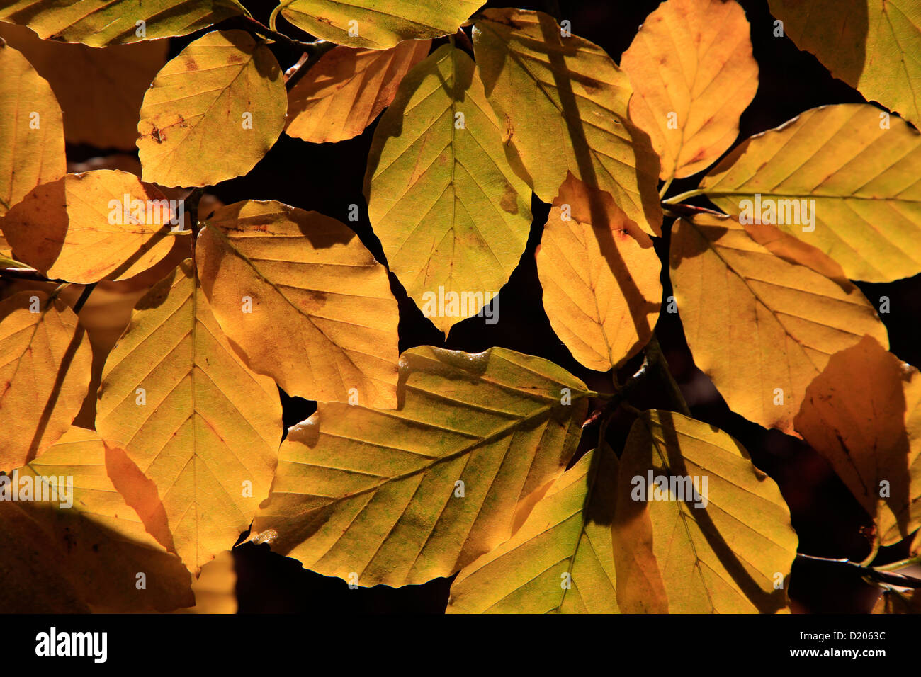 Autumn beech leaves in close-up lit by bright sunshine Stock Photo - Alamy
