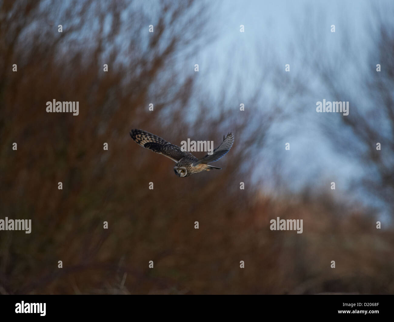 Short-eared owl in flight Stock Photo - Alamy
