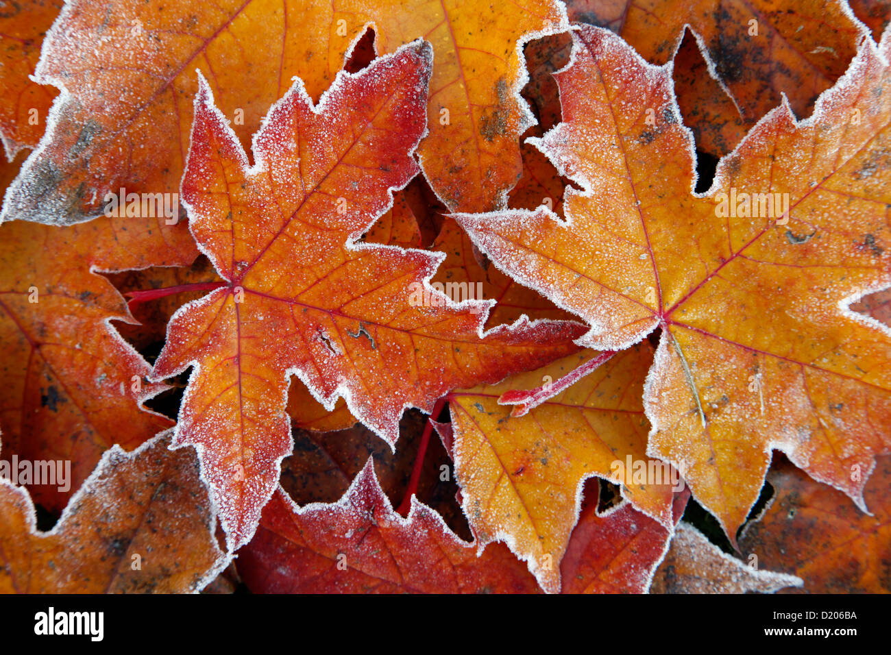 Frosted maple leaf hi-res stock photography and images - Alamy