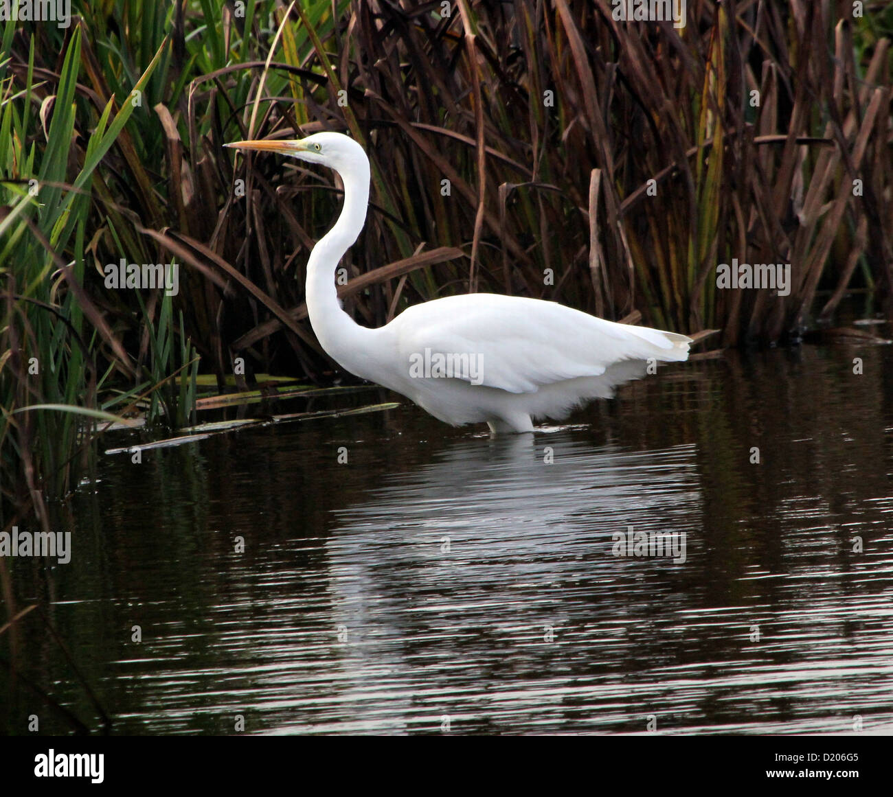 Great white Egret (Ardea Alba) hunting and fishing in a lake Stock ...