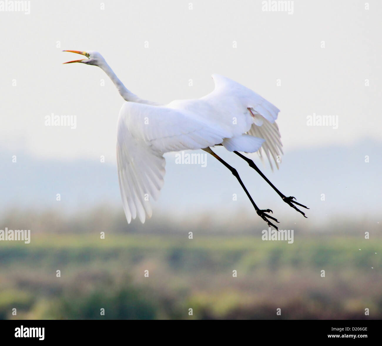 Close-up of a Great White Egret (Ardea Alba) in flight Stock Photo - Alamy