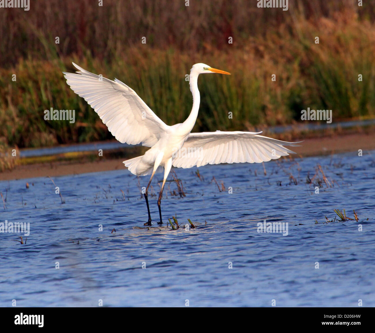 Close-up of a Great White Egret (Ardea Alba) in flight Stock Photo - Alamy