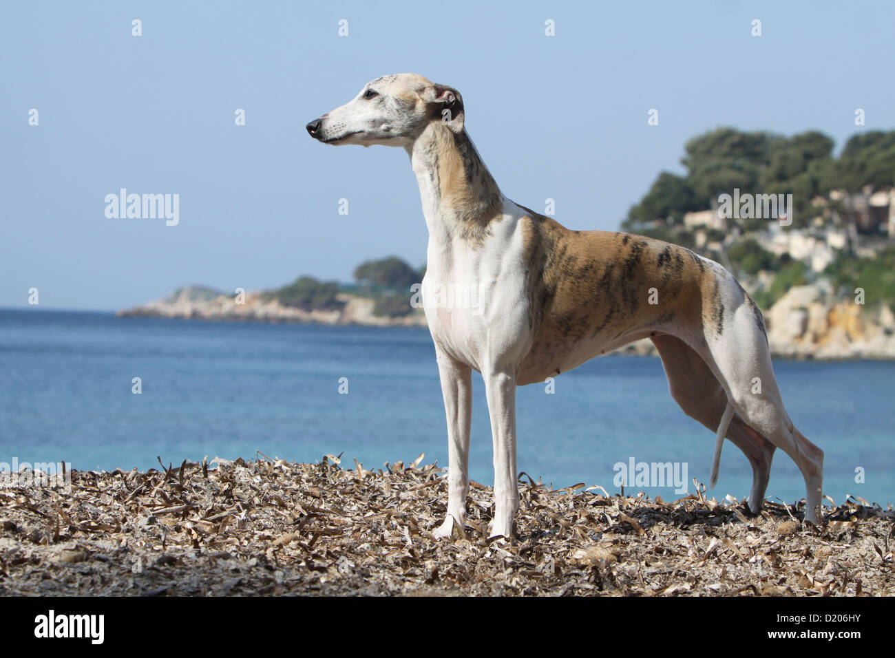 Dog Whippet ( English Greyhound Miniature) adult standard profile Stock ...