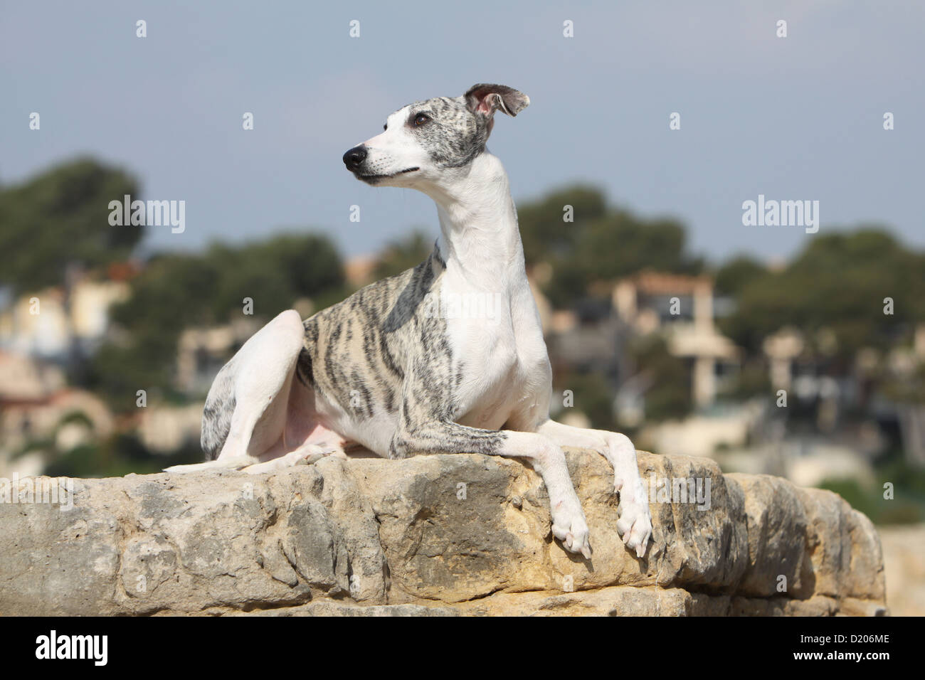 Dog Whippet (English Greyhound Miniature) adult lying on a rock Stock ...