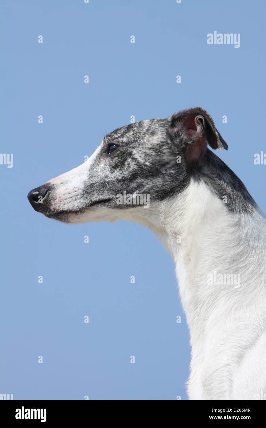 Dog Whippet ( English Greyhound Miniature) adult portrait profile Stock ...