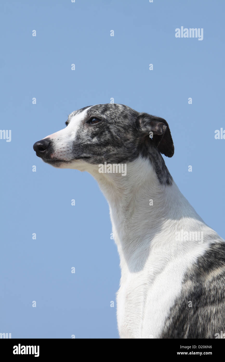 Dog Whippet ( English Greyhound Miniature) adult portrait profile Stock ...
