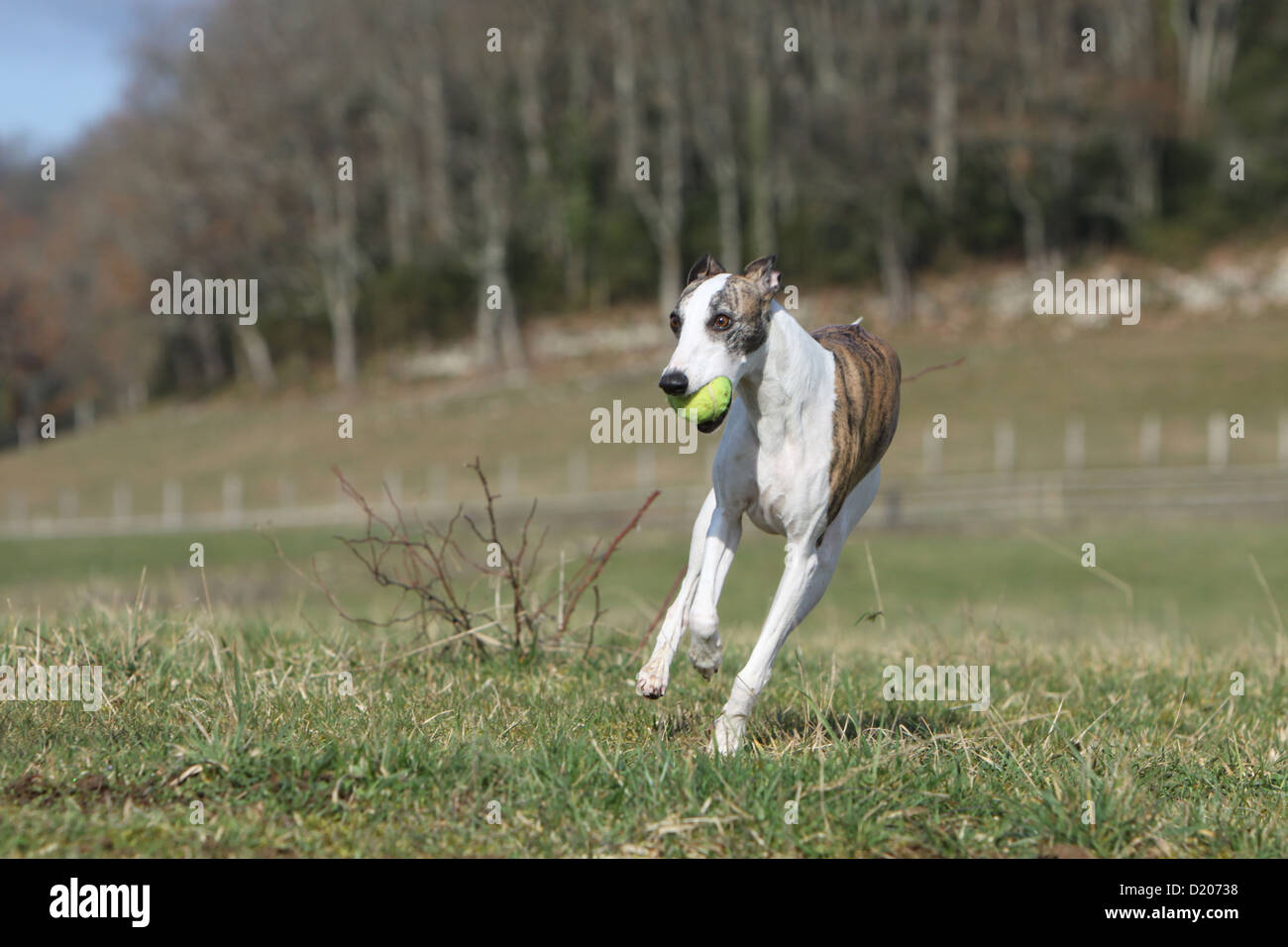 Dog Whippet (English Greyhound Miniature) adult running with an ball in ...
