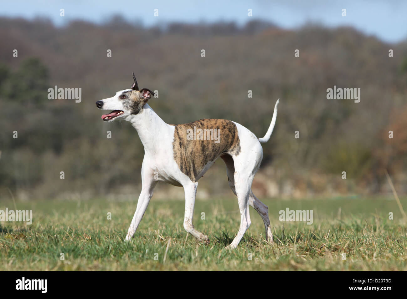 Dog Whippet (English Greyhound Miniature) adult running in a meadow ...