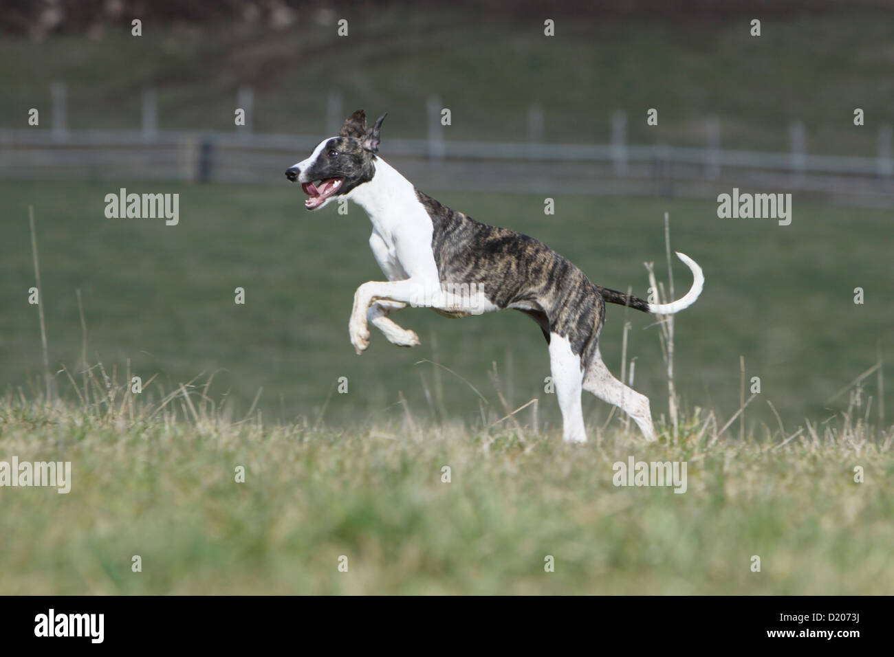 Dog Whippet (English Greyhound Miniature) adult running in a meadow ...