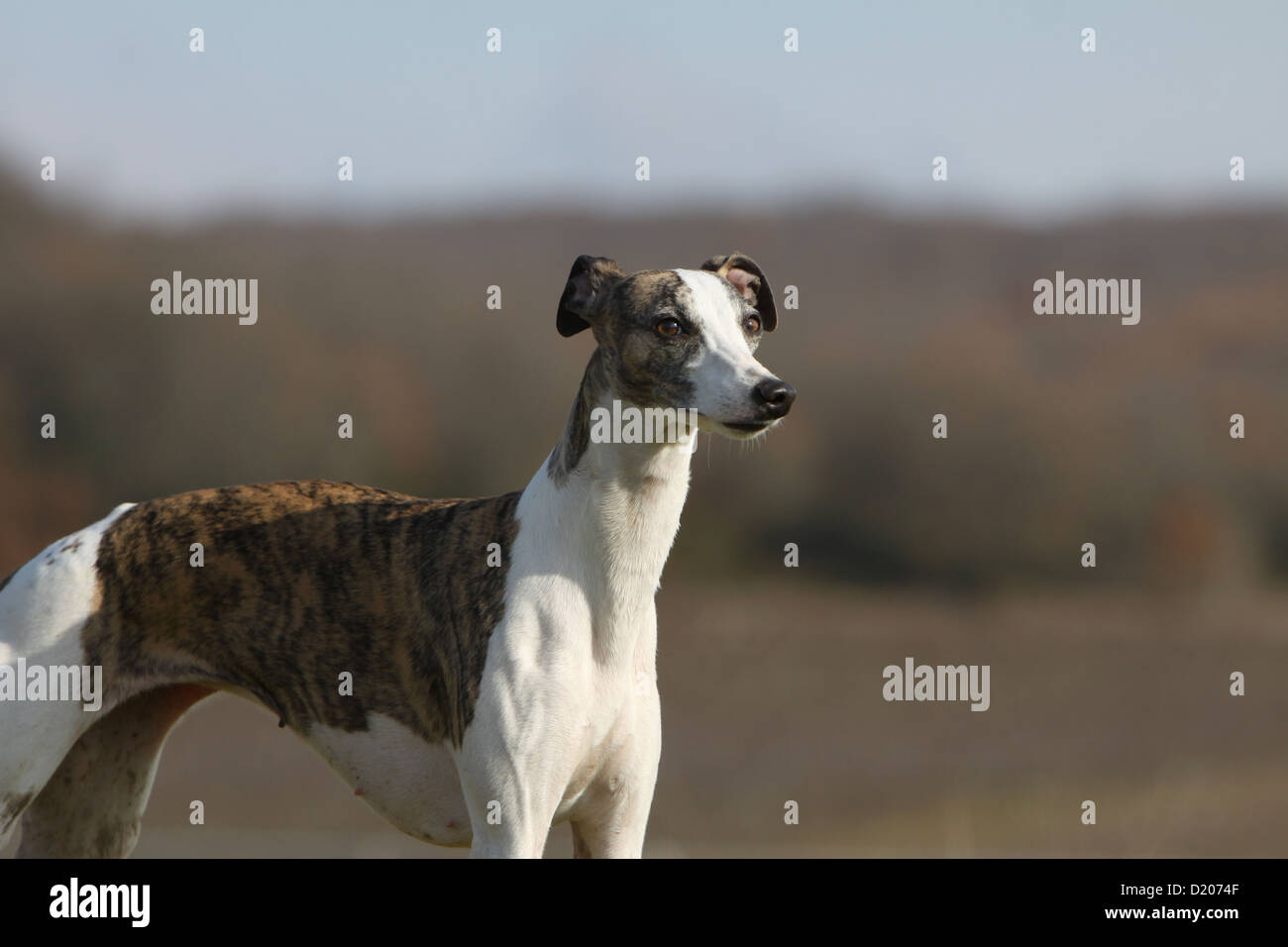 Dog Whippet ( English Greyhound Miniature) adult portrait profile Stock ...
