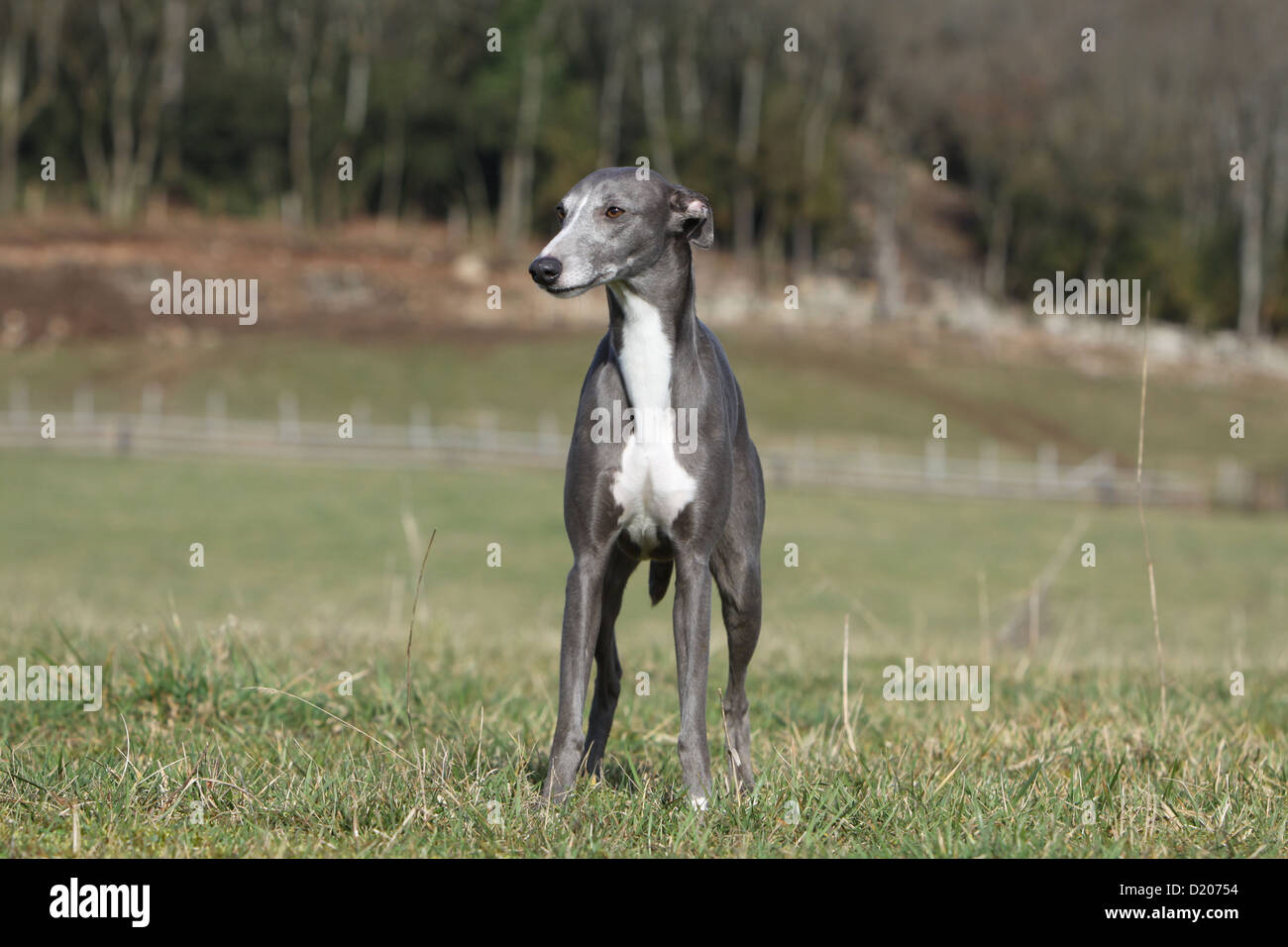 Whippets in a meadow hi-res stock photography and images - Alamy