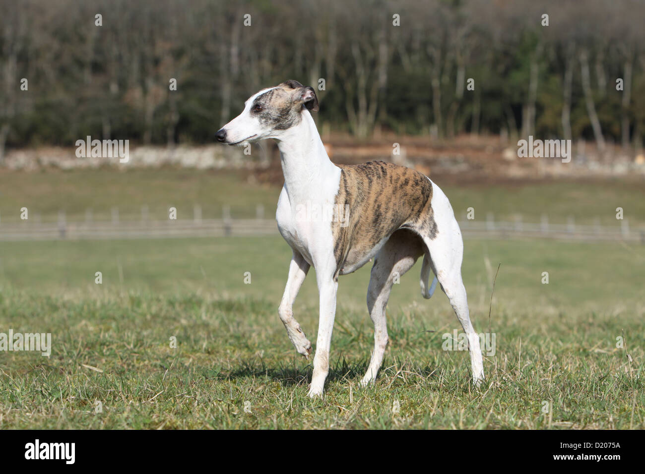 Dog Whippet (English Greyhound Miniature) adult standing in a meadow ...