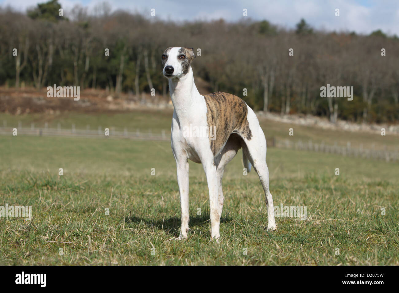 Dog Whippet (English Greyhound Miniature) adult standing in a meadow ...
