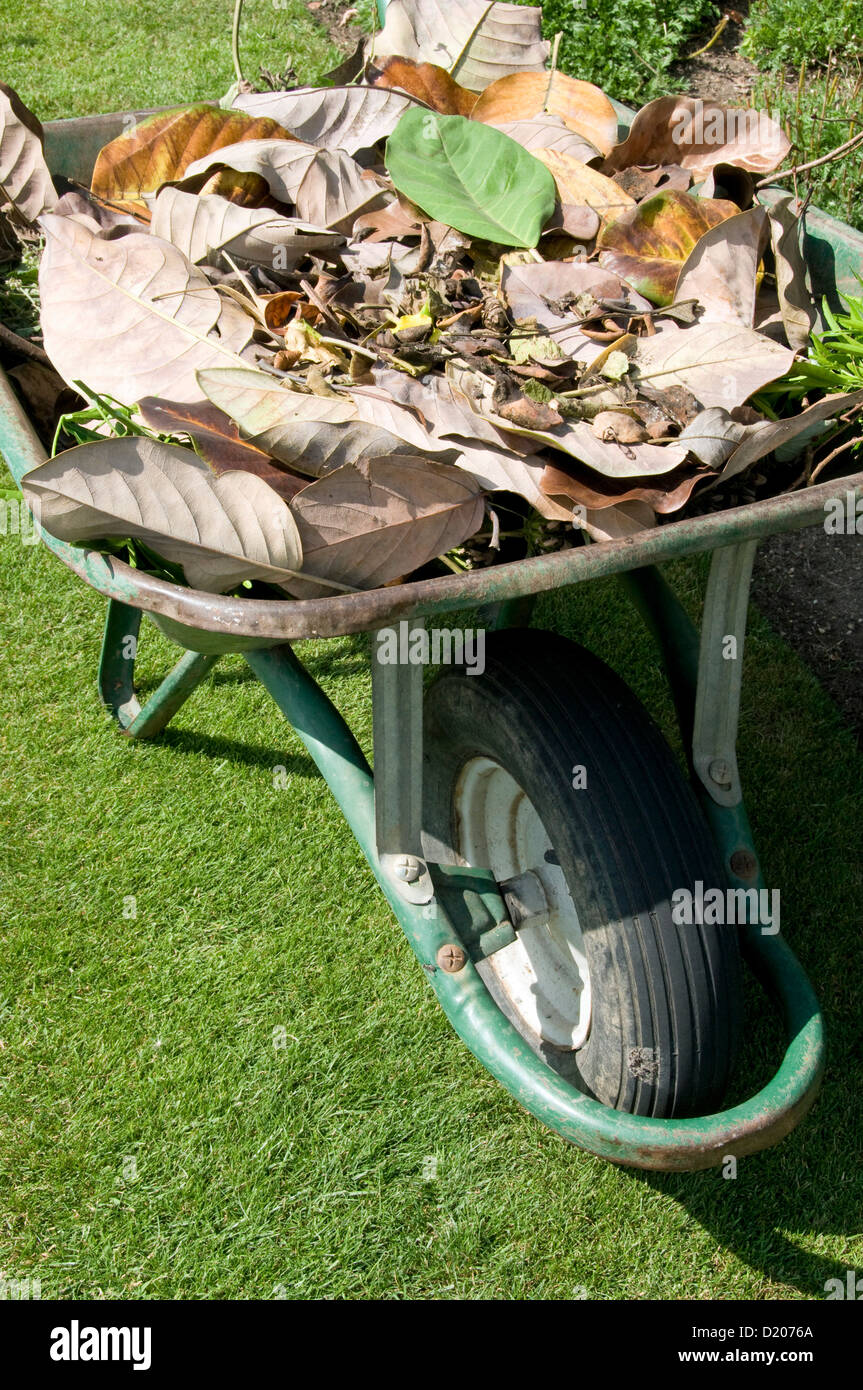 Wheelbarrow with autumn leaves Stock Photo - Alamy