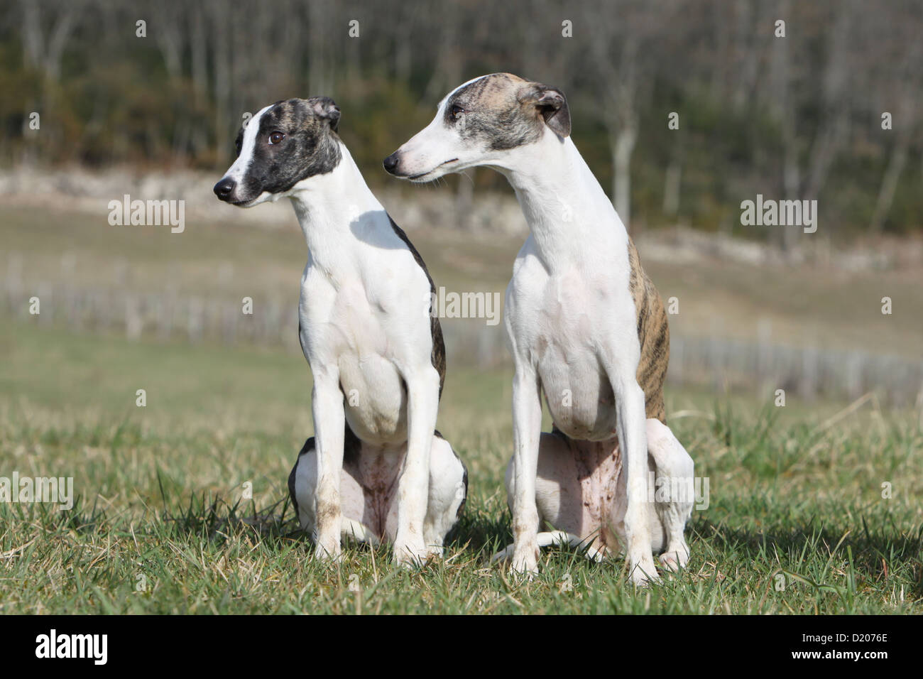 Dog Whippet (English Greyhound Miniature) two adults sitting in a ...