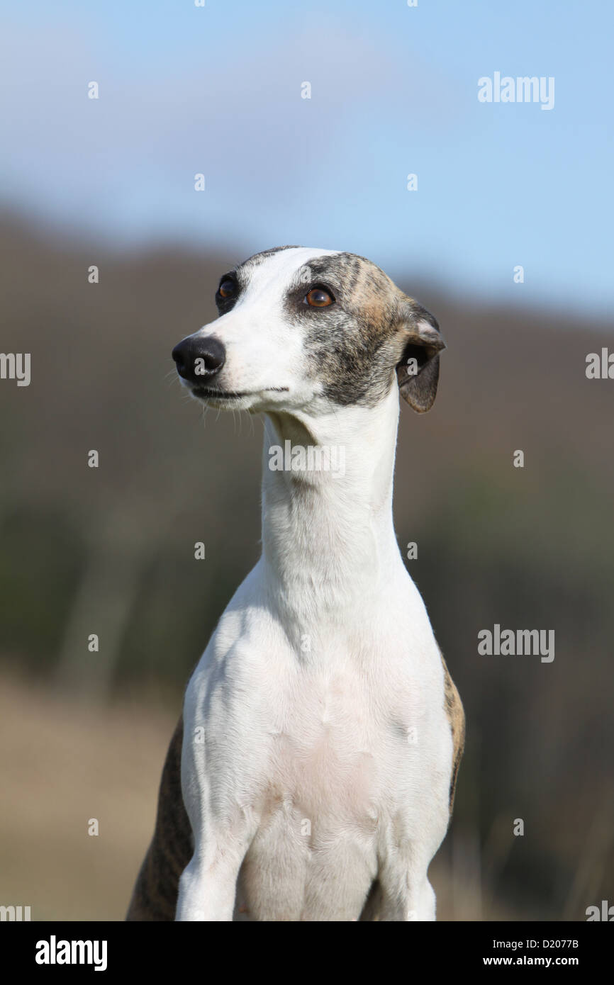 Dog whippet english greyhound miniature hi-res stock photography and ...