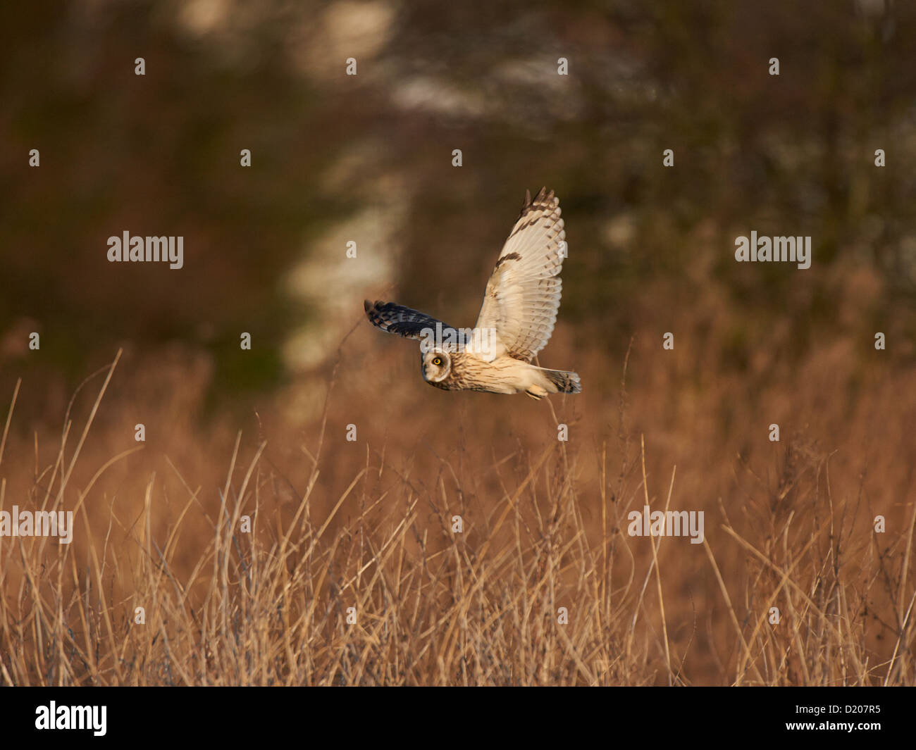 Short-eared owl in flight Stock Photo - Alamy