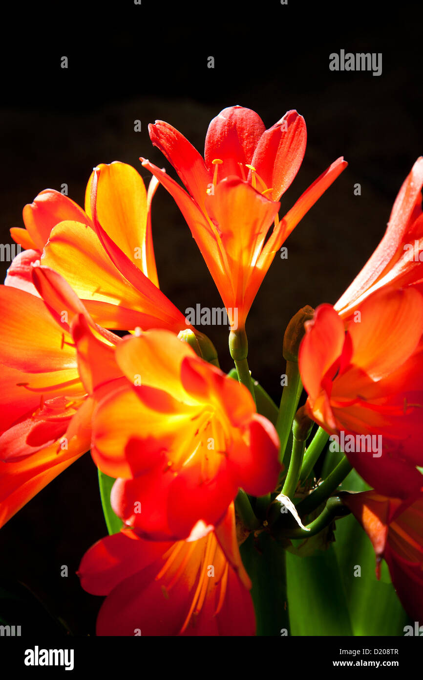 Orange flowers, Gran Canaria, Canary Islands, Spain Stock Photo - Alamy