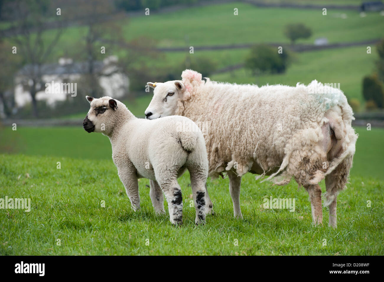 Crossbred sheep with lambs sired by Hampshire Down ram, grazing in ...