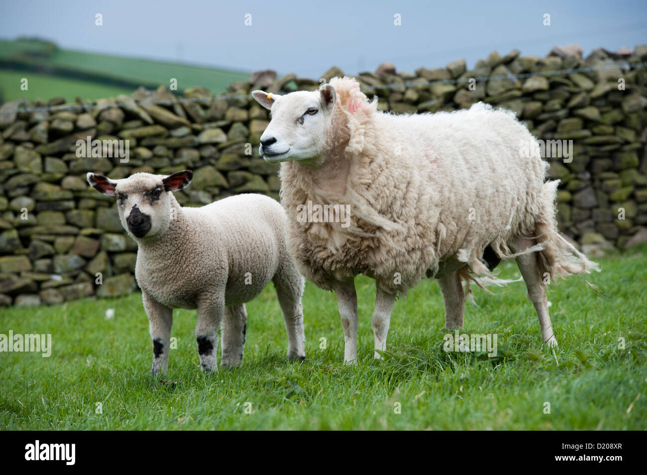 Crossbred sheep with lambs sired by Hampshire Down ram, grazing in ...