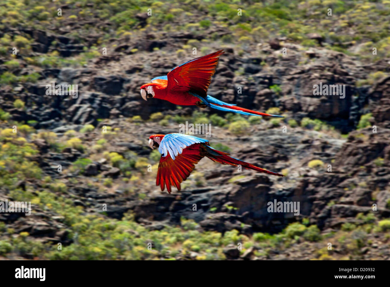 Parrots during a bird show, Palmitos Park, Maspalomas, Gran Canaria ...