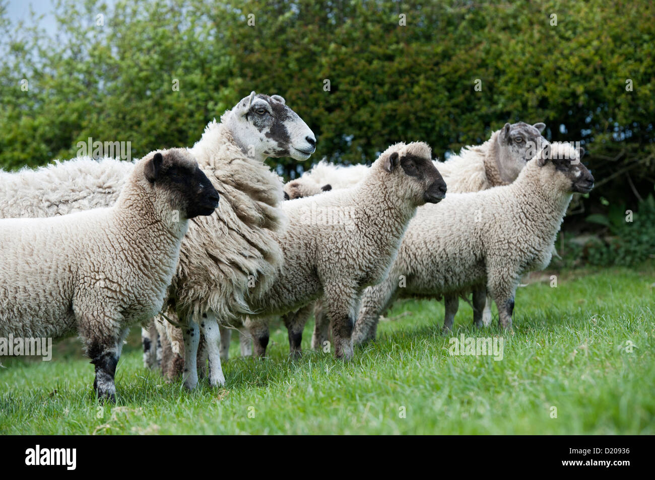 Crossbred sheep with lambs sired by Hampshire Down ram, grazing in ...