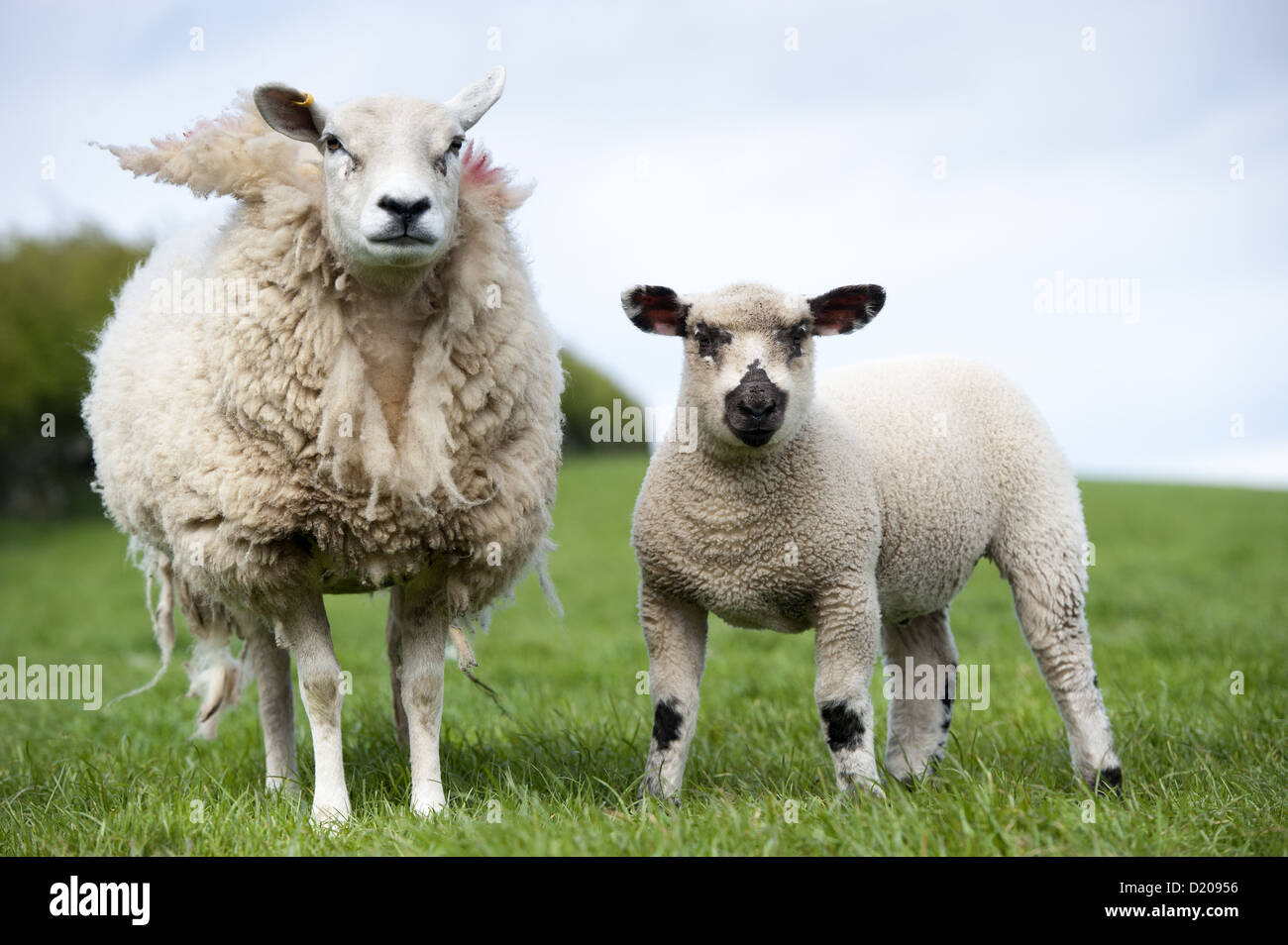 Crossbred sheep with lambs sired by Hampshire Down ram, grazing in ...