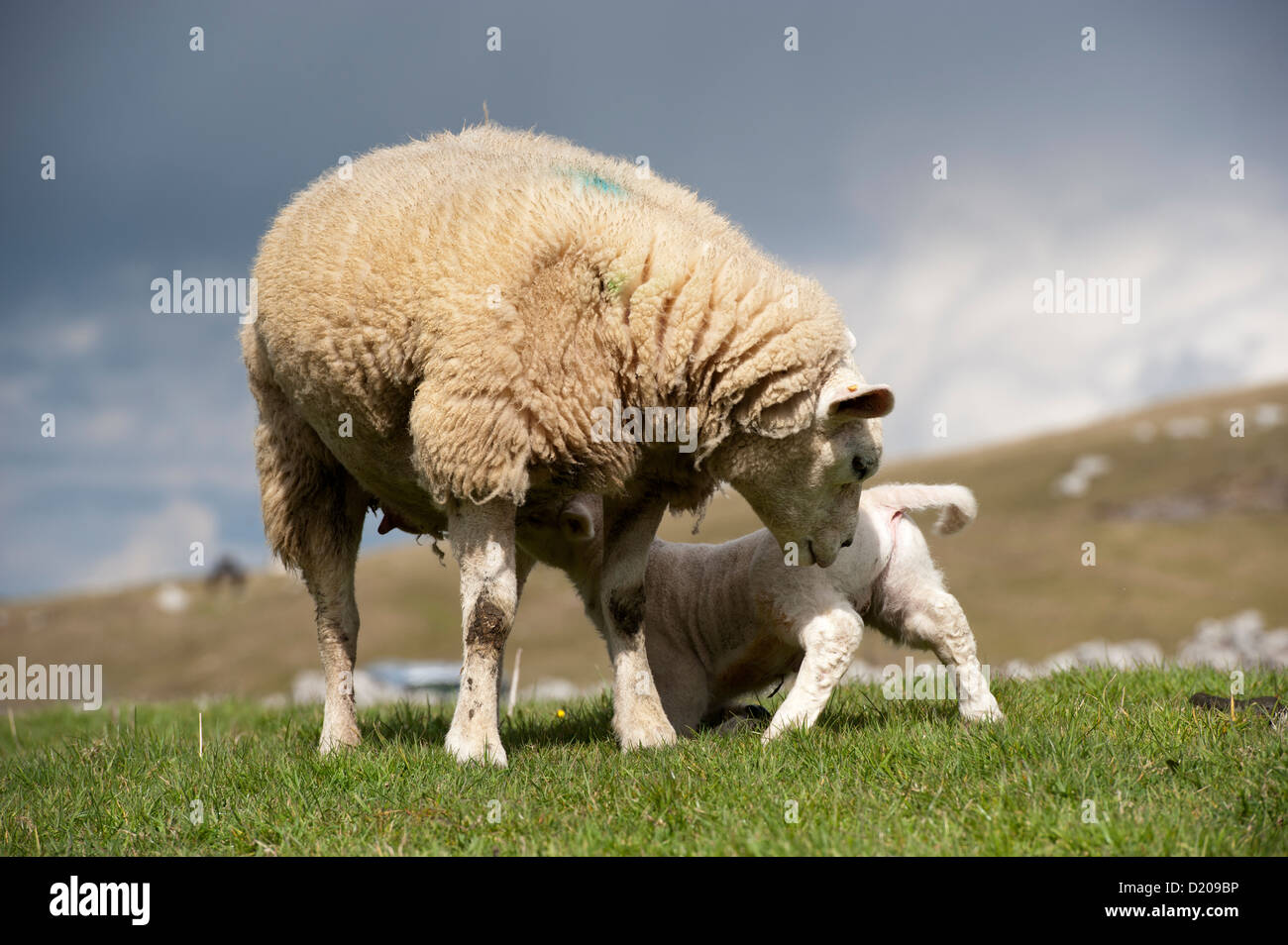 What do sheep drink hi-res stock photography and images - Alamy