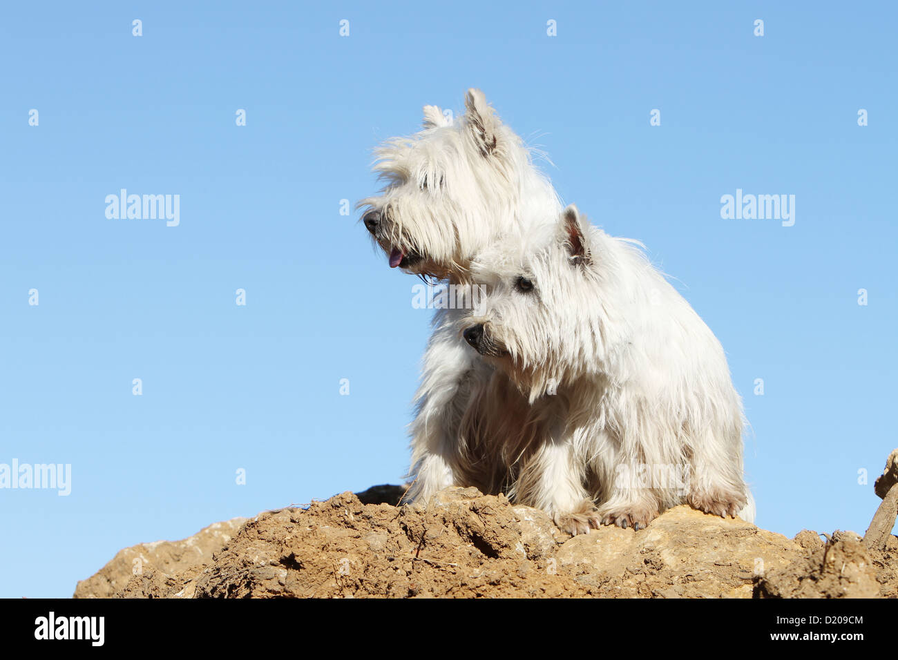 Two westies hi-res stock photography and images - Alamy