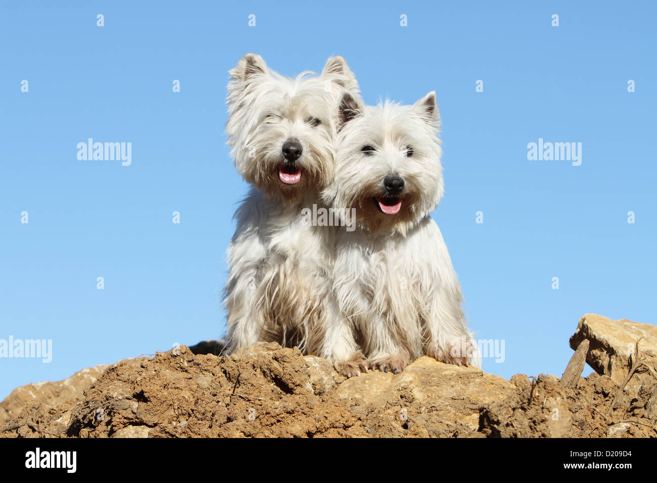 Two westies hi-res stock photography and images - Alamy