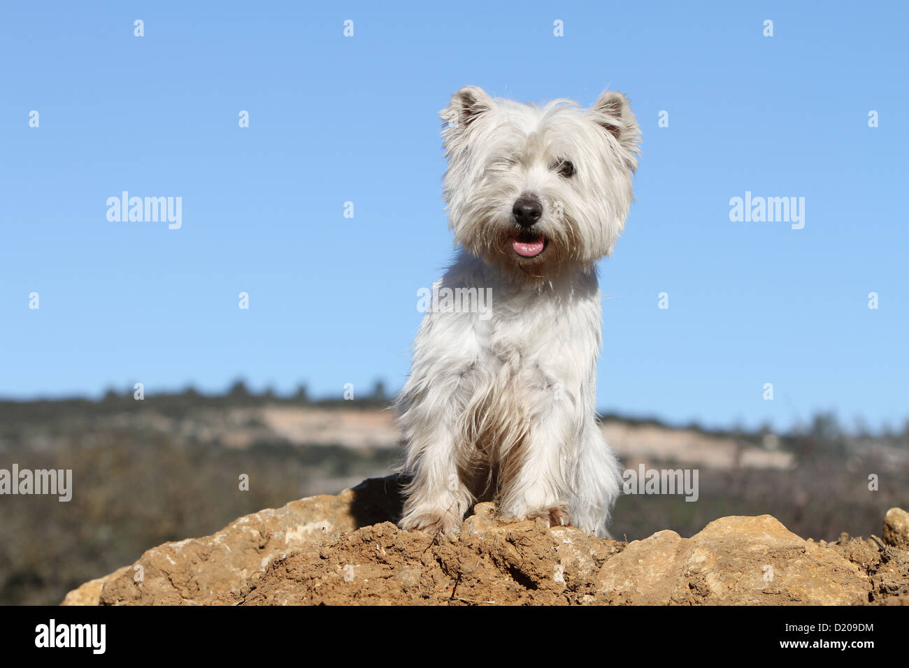 Dog West Highland White Terrier / Westie adult standing Stock Photo - Alamy