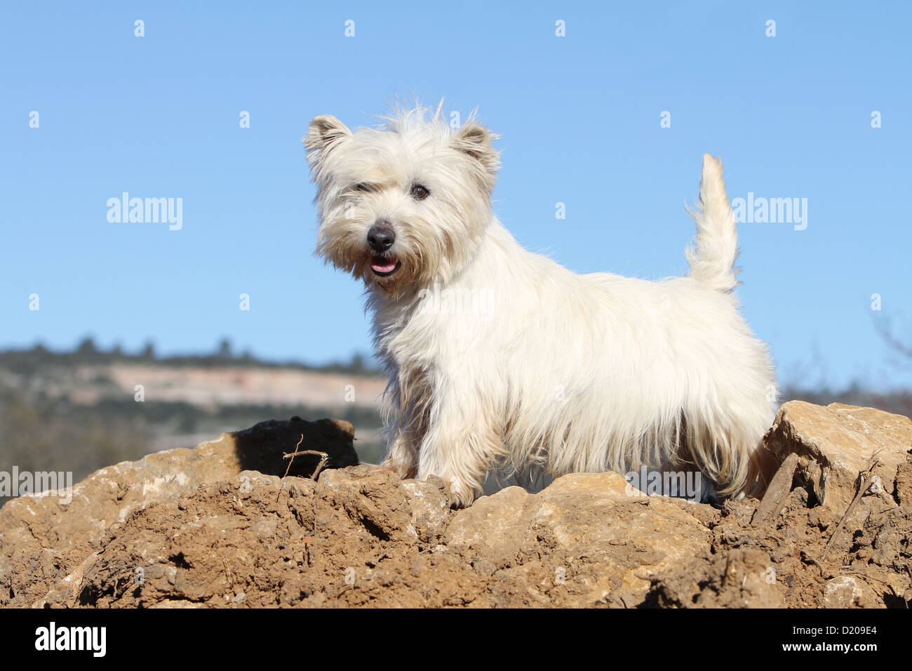 Dog West Highland White Terrier / Westie adult standard profile Stock ...