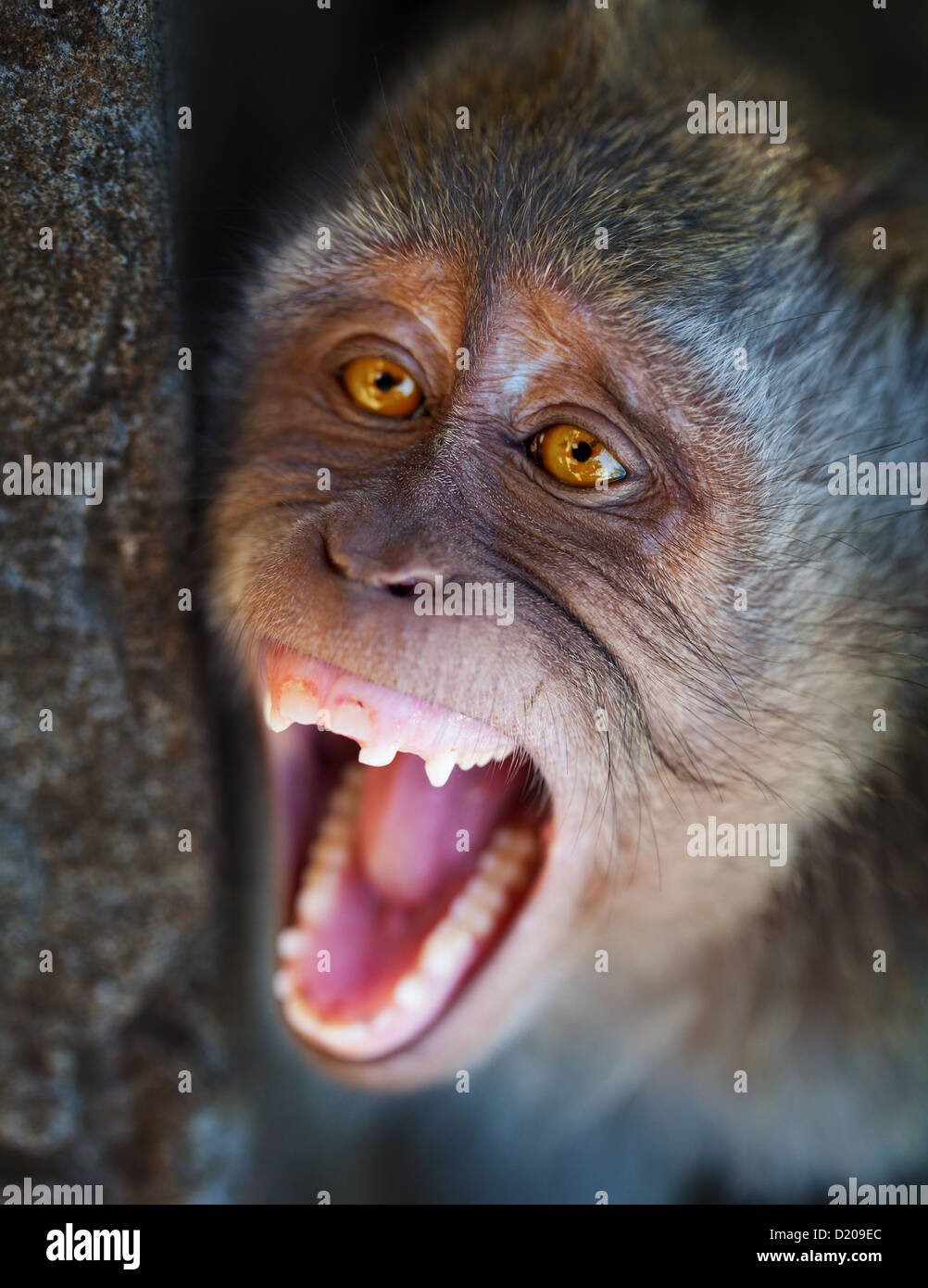 Aggressive monkey close up - Macaca fascicularis. Indonesia, Bali Stock ...