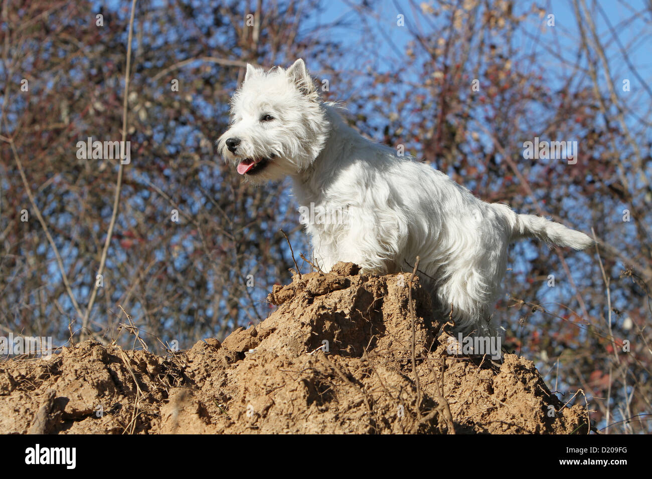 Dog West Highland White Terrier / Westie adult standing Stock Photo - Alamy