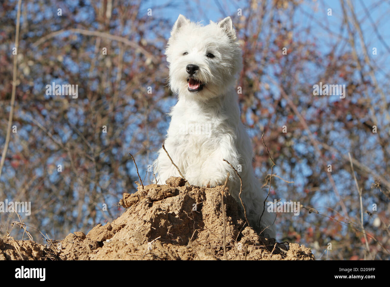 Dog West Highland White Terrier / Westie adult standing Stock Photo - Alamy